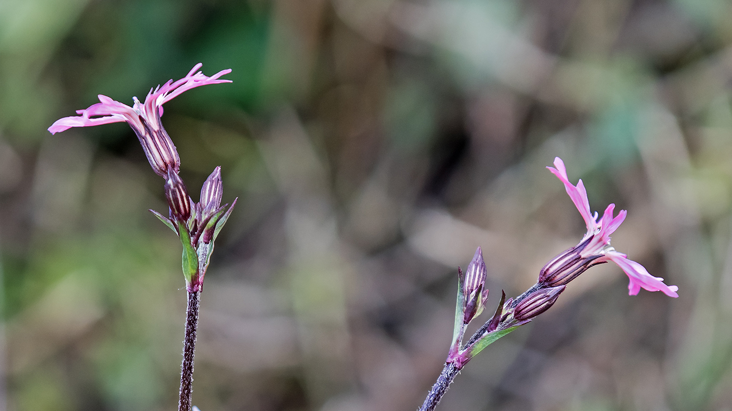 Flores y Paisajes de Asturias : Lychnis flos-cuculi
