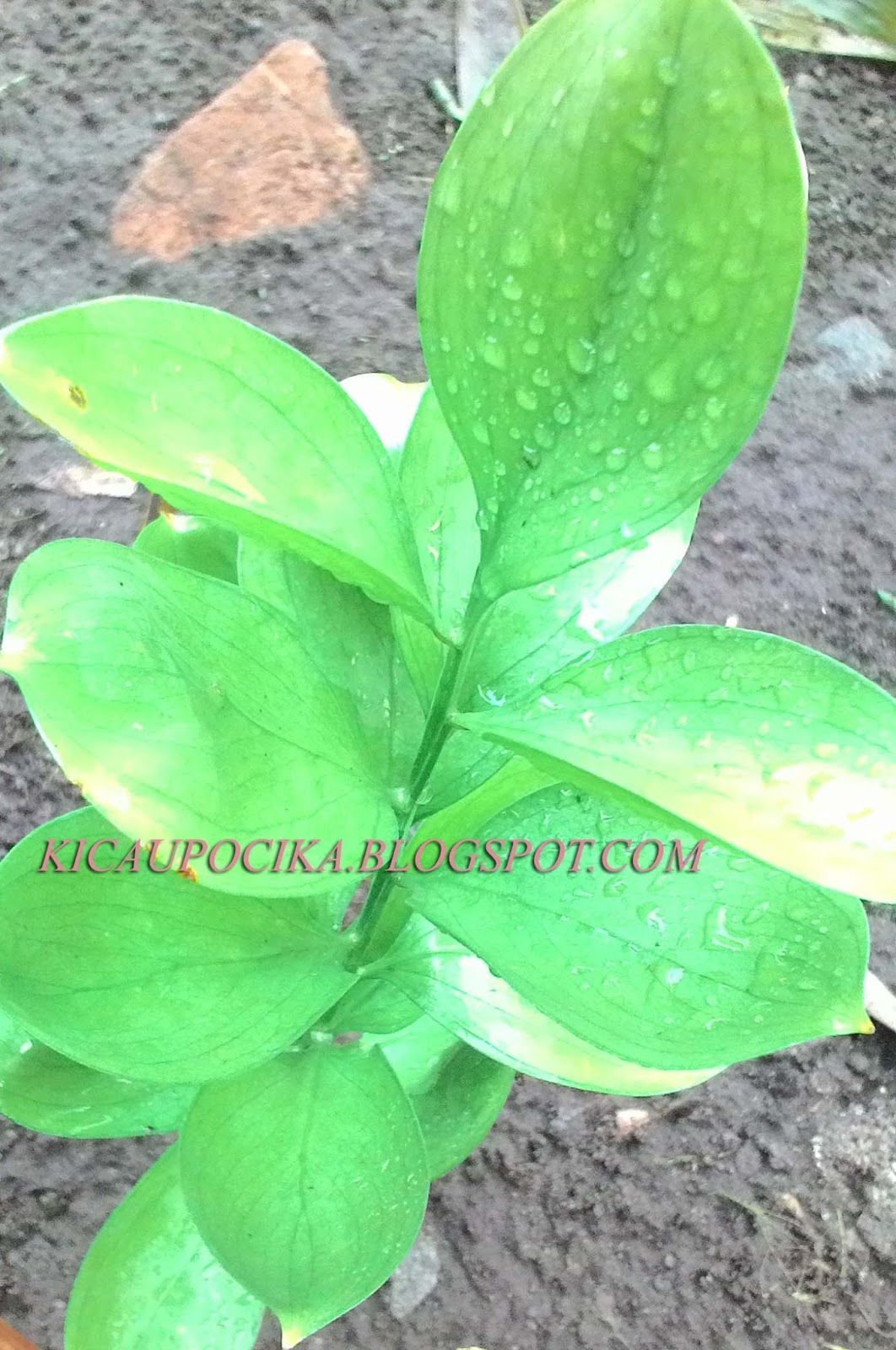 Usaha Pertanian di Pekarangan: Cara Budidaya Tanaman Ruskus