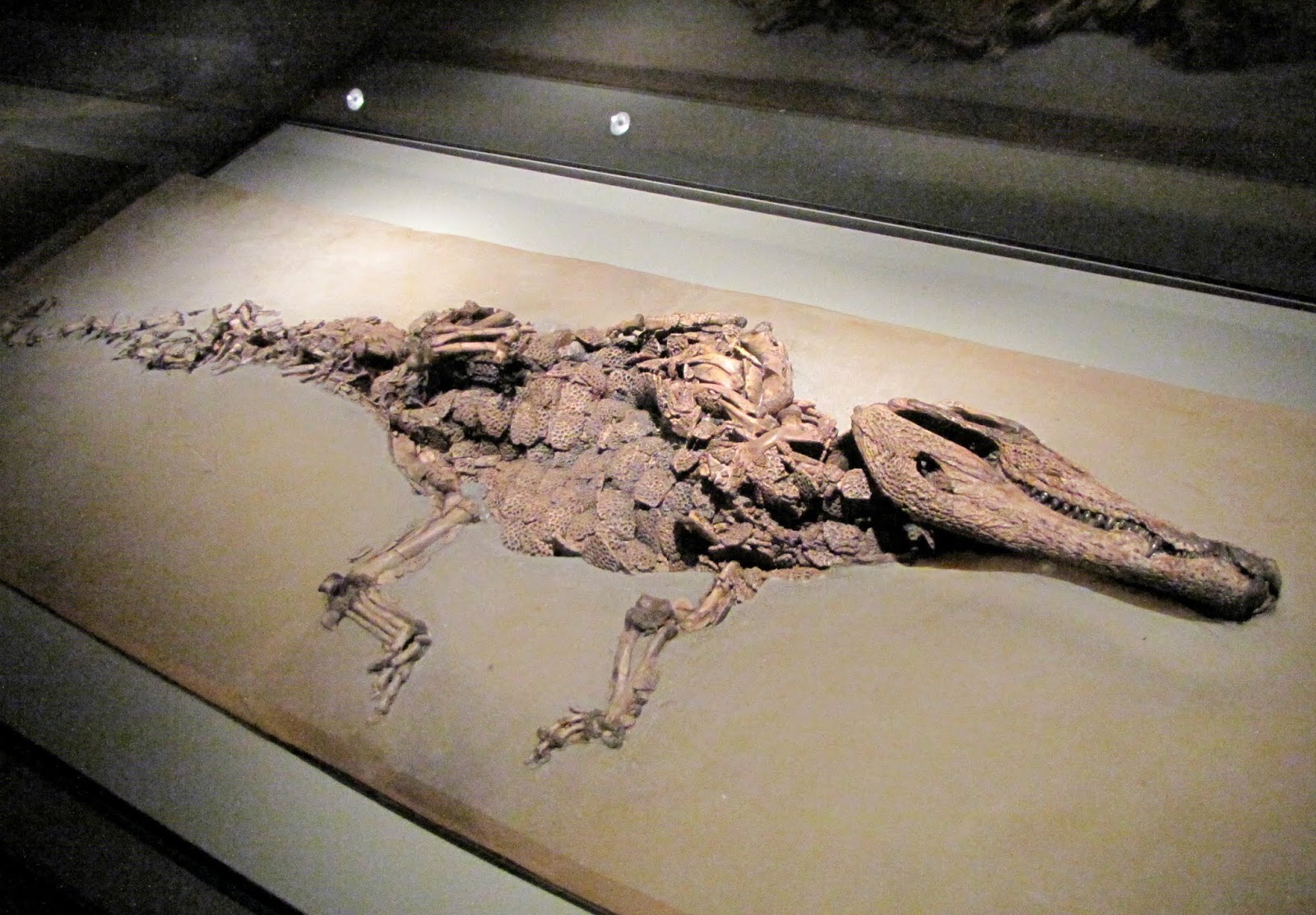 Criadero Kimbi: Diplocynodon Ratelii, el Cocodrilo de la Península Ibérica