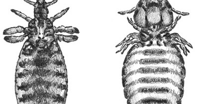 Penyakit Parasit Kambing ( Kutu dan Tengau) - TANI TERNAK