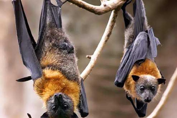 Berapa Banyak Spesies Kelelawar? | Belajar Sampai Mati