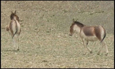 TIERRA SYLVANA: ÉQUIDOS (II): EL ZEBRO O ENCEBRA (EQUUS HYDRUNTINUS).
