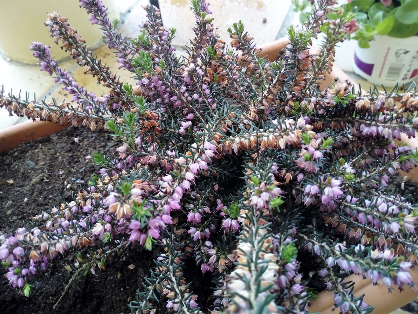 Biosfera vegetal.: Brezo rosado (Erica x darleyensis).