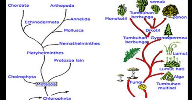 Klasifikasi Makhluk Hidup: Kladogram (Pohon Filogeni)