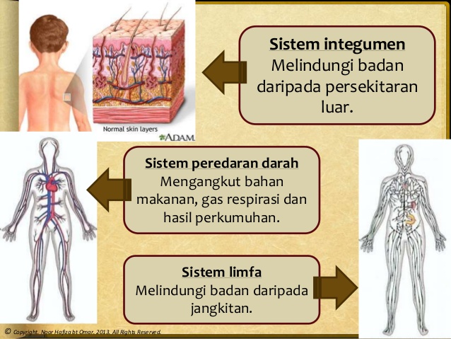SEL- SEL DALAM BADAN MANUSIA- PBL 1 2020