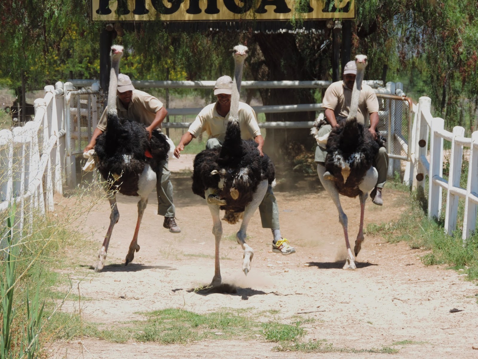 Travel with Kevin and Ruth: How to Ride an Ostrich!