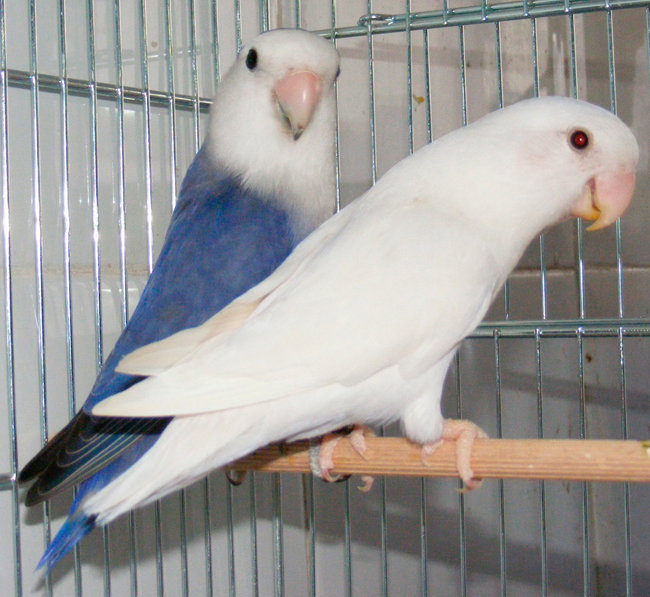 birds13: روز (roseicollis)