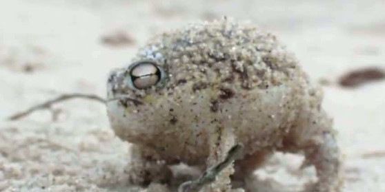The Cutest Amphibian Ever (Desert Rain Frog ) ~ Video Hub