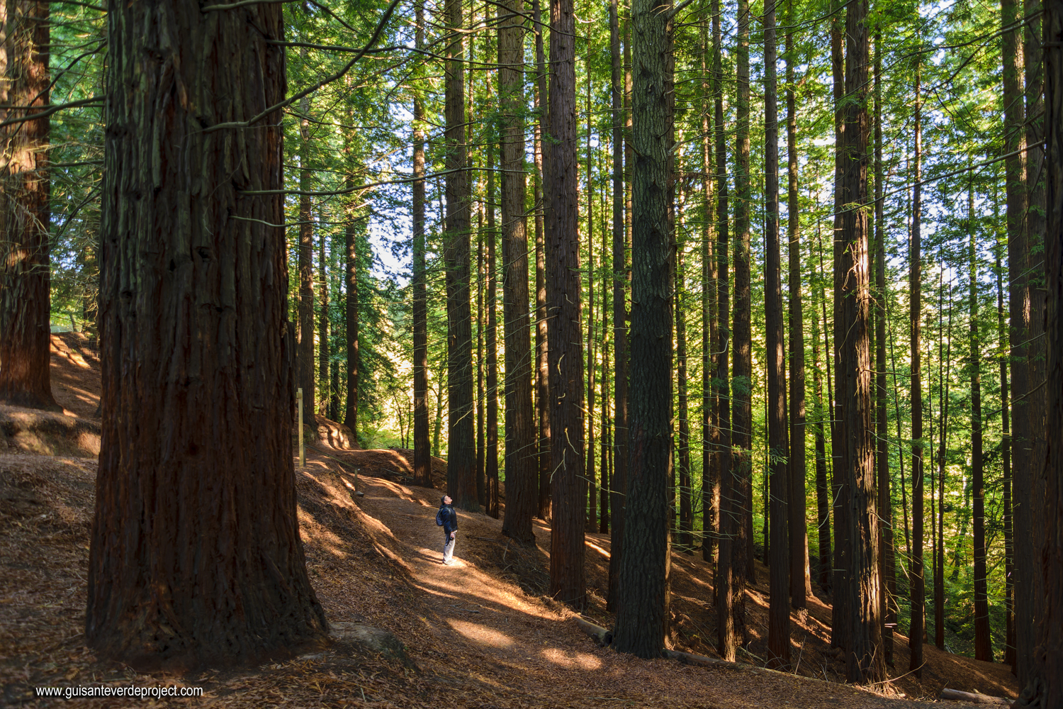 Cantabria, paseando por el mayor Bosque de Secuoyas de Europa | El ...