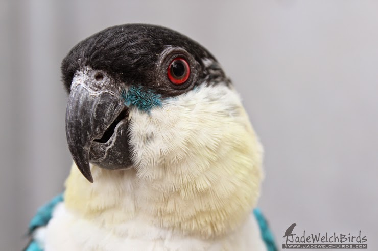 블루 검은머리 카이큐 : 네이버 블로그