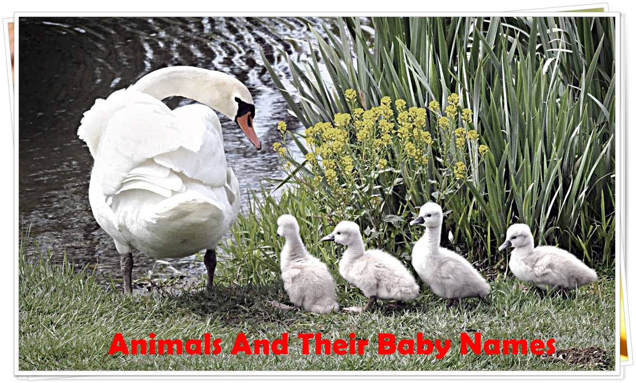 100 Animals And Their Babies Names Animals Name A To Z 100-animals-and-their-babies-names-animals-name-a-to-z