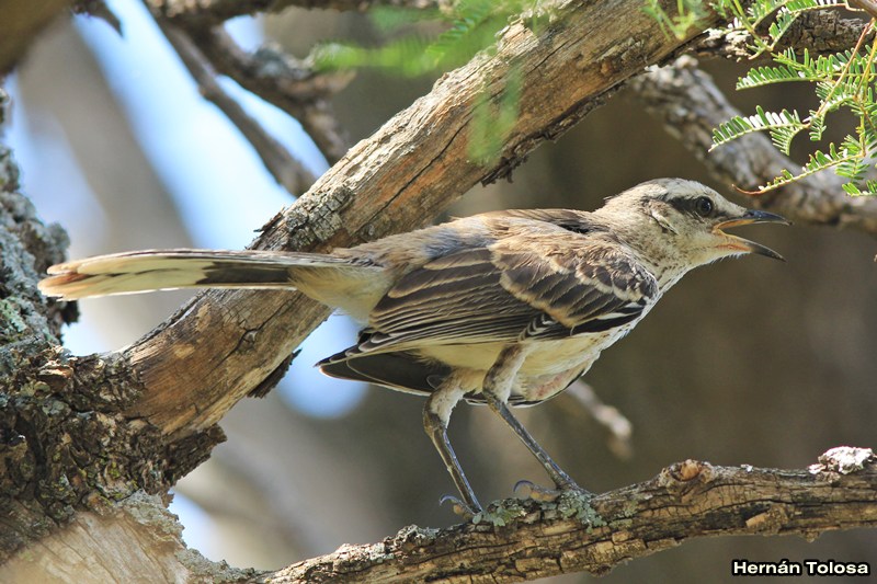 Aves de Argentina: Calandria grande (Mimus saturninus)