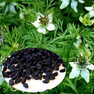 Berbagi Tips dan Kiat: Manfaat Tanaman Jintan Hitam Sebagai Obat Herbal