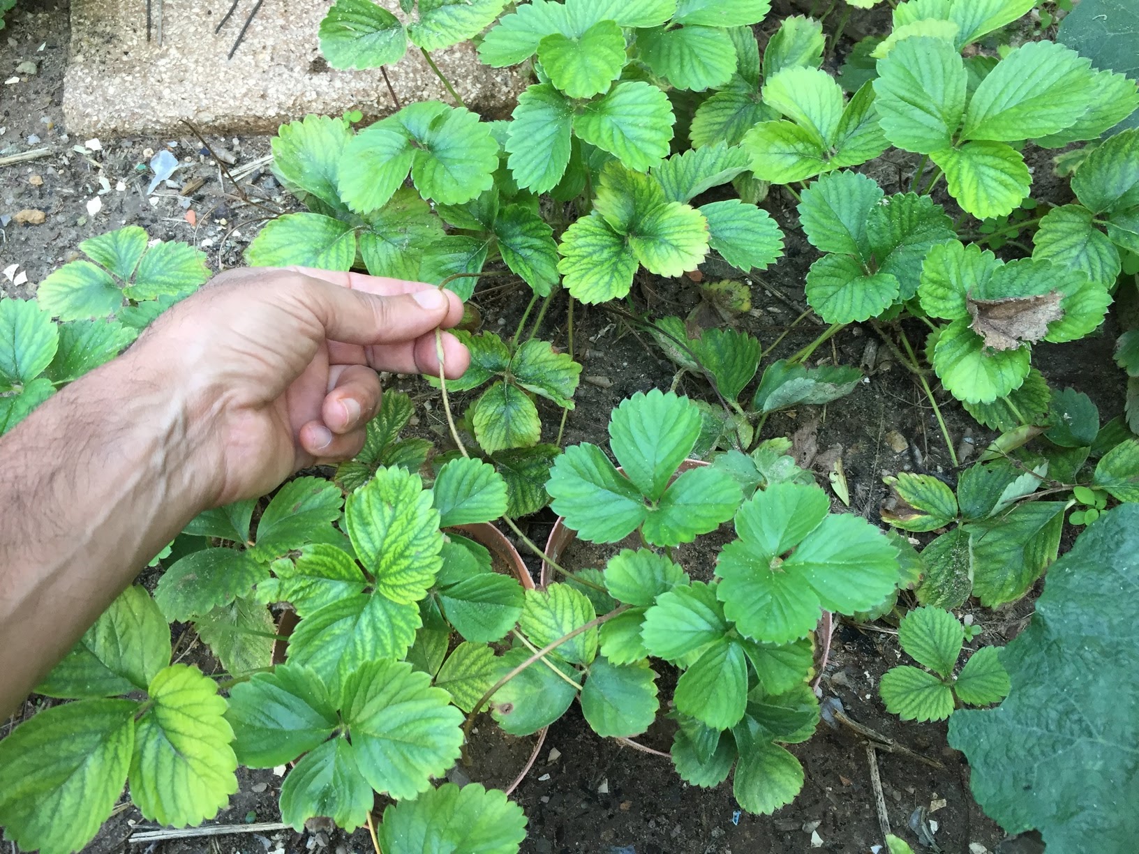 How to Propagate Strawberries from Runners