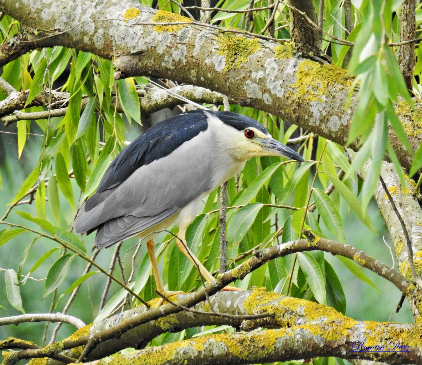 Fotoafición Román: Martinete común (Nycticorax nycticorax)