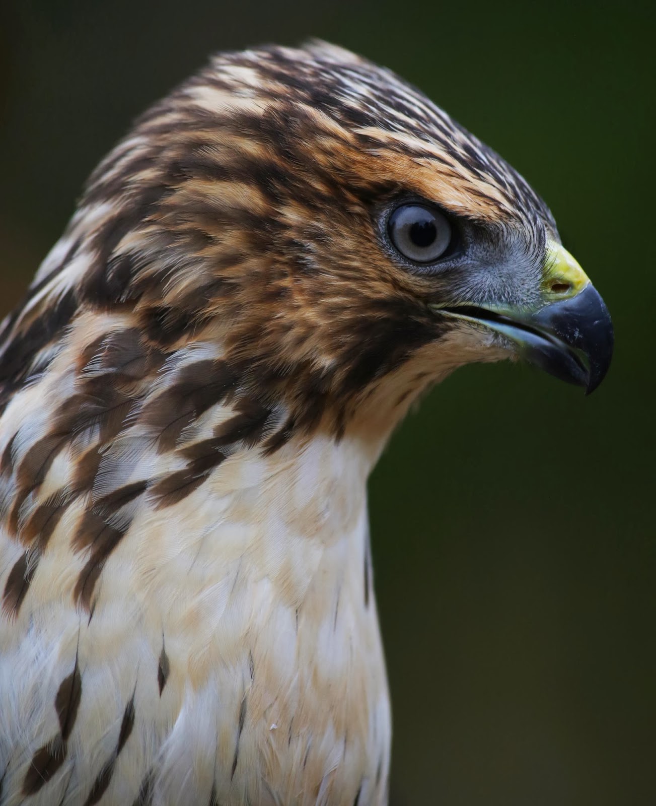 All of Nature: Broadwinged Hawk At Springbrook