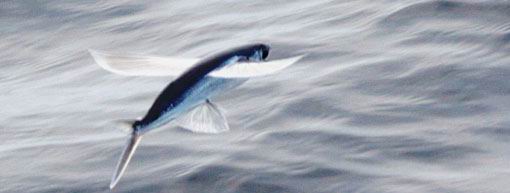 La Boiteuse: Des records et des rencontres...