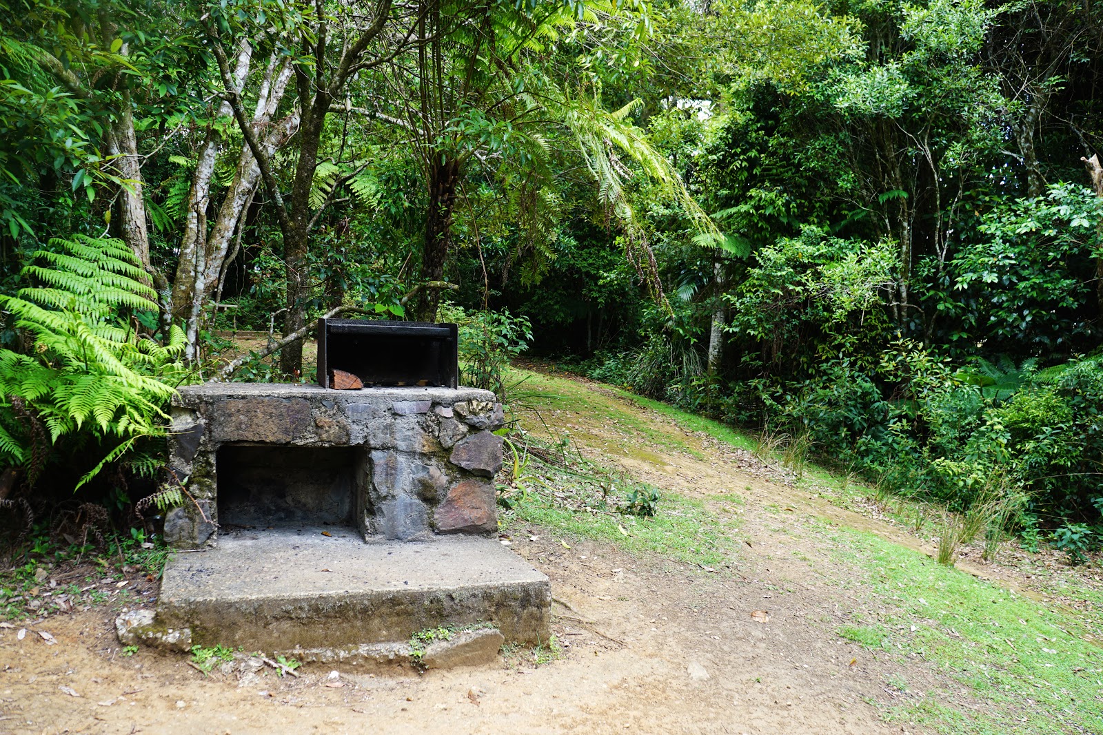 Twin Falls Circuit (Springbrook National Park) ~ The Long Way's Better