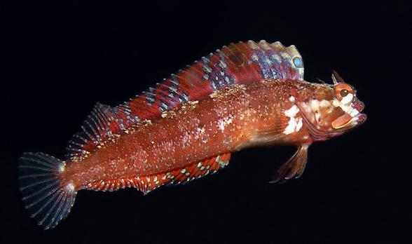 Sarcastic Fringehead: A.K.A. 'Predator' in Real Life | Featured Creature