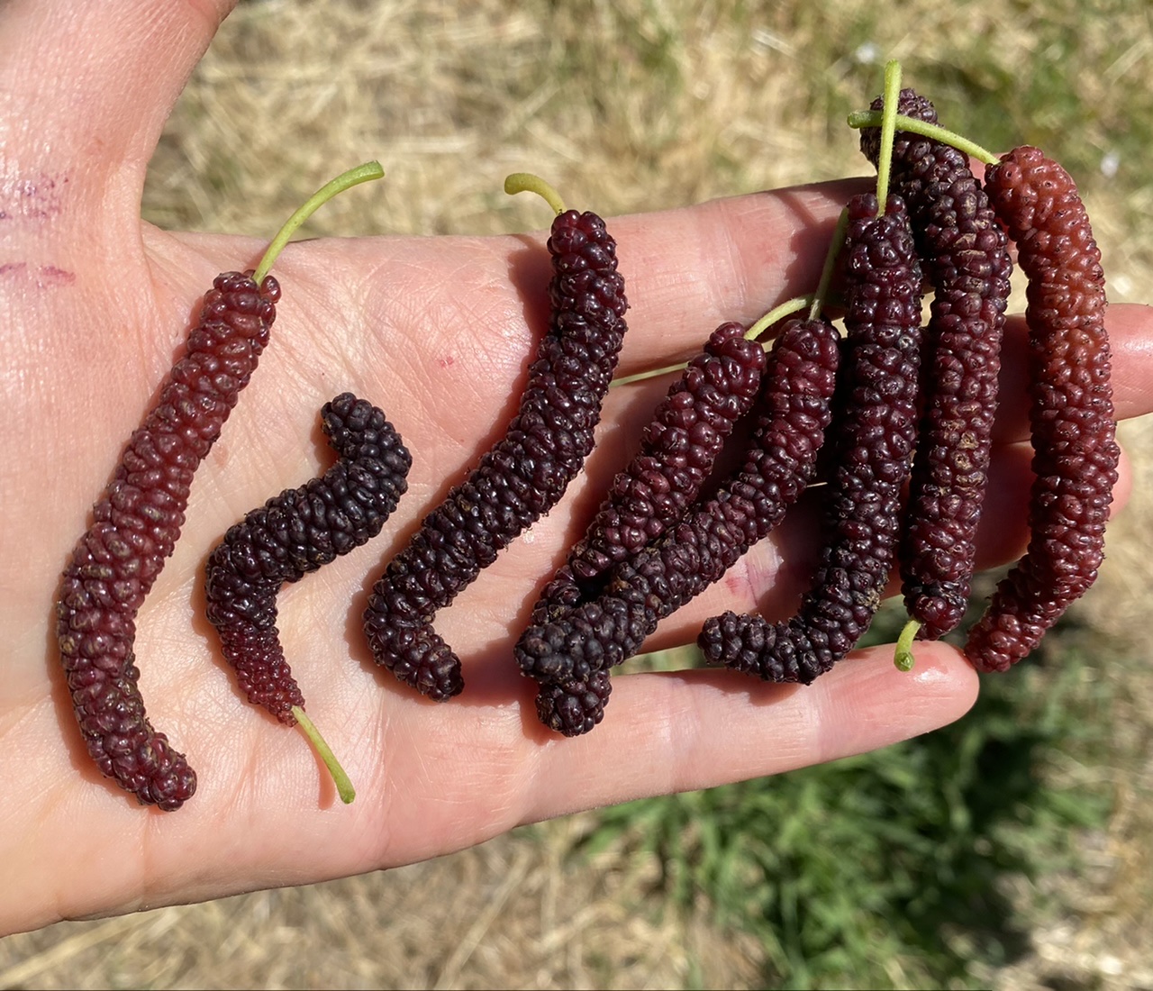 Gardening : Mulberries in May of 2021