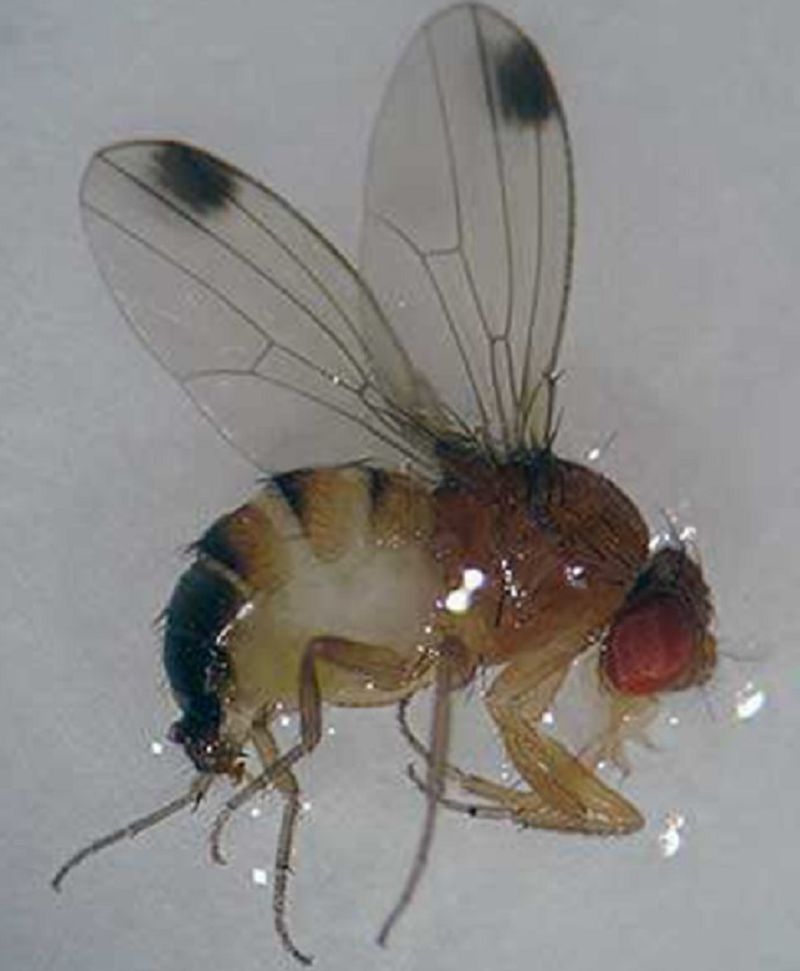 Control y manejo de la mosca de alas manchadas - PL Prensa