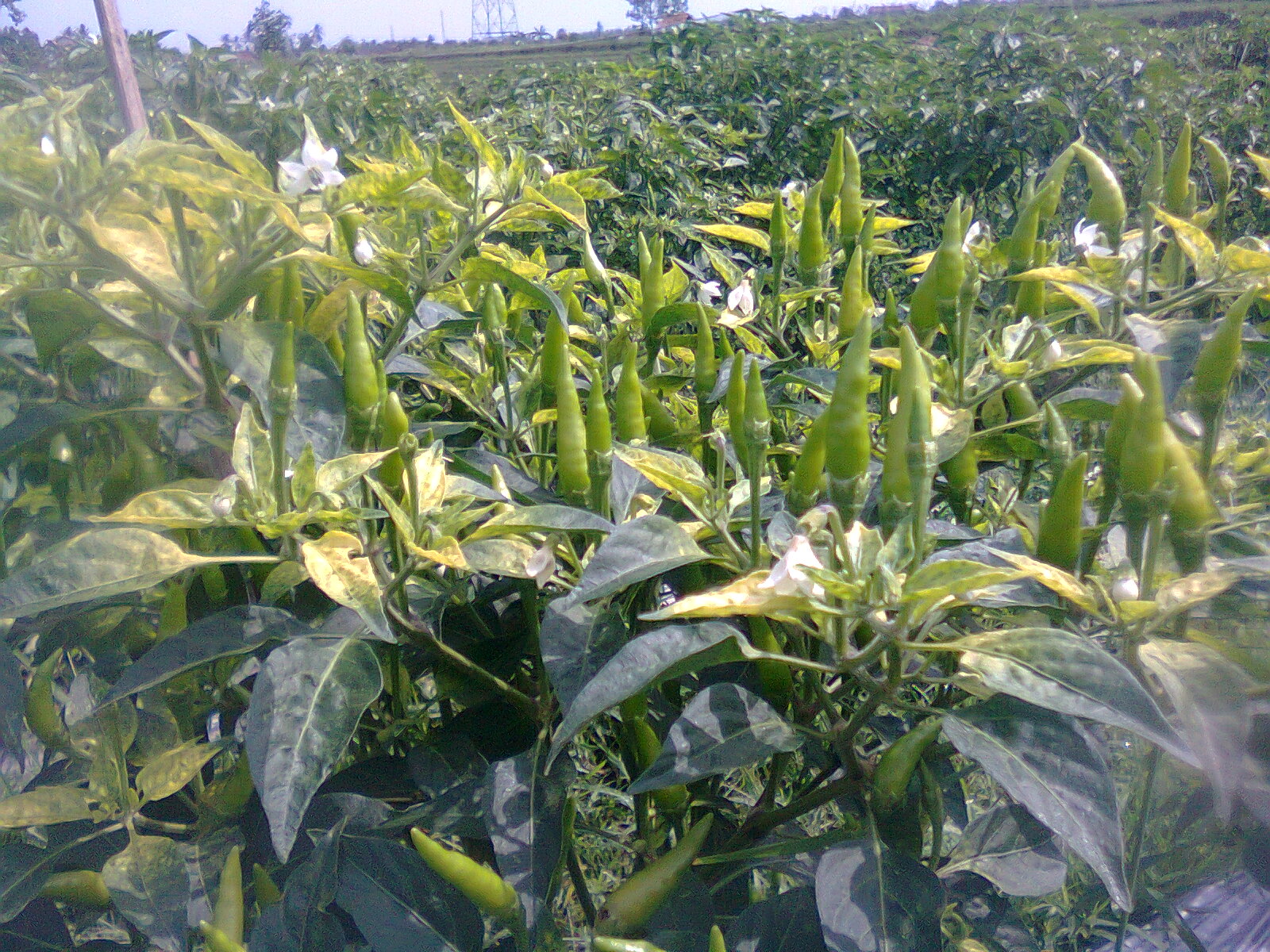 CABE RAWIT JENGKI, INILAH BIBIT CABE PALING UNGGUL ! - Tips Bertani Cabe