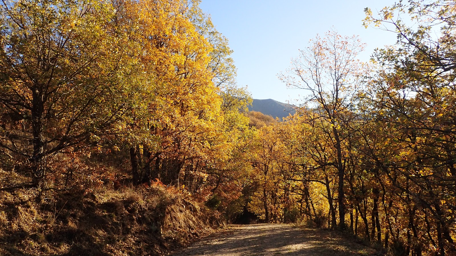 Wikiloc | Ruta Hayedo de la Pedrosa, Riofrío de Riaza