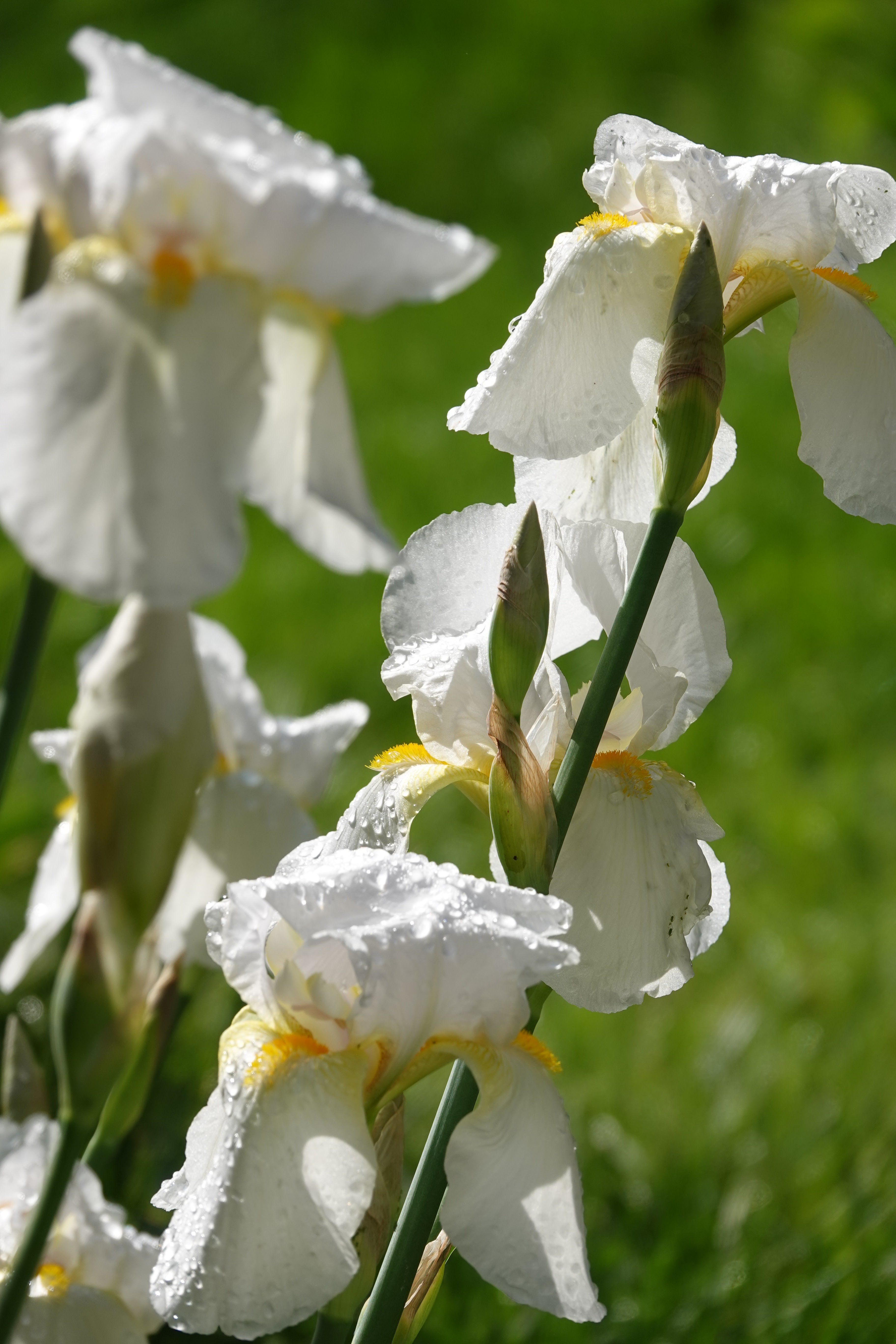 Vicki Lane Mysteries: White Irises