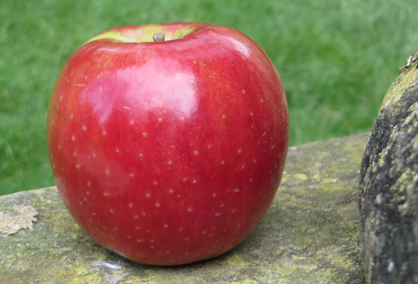 Cripps Red (Sundowner, Joya) * - Adam's Apples