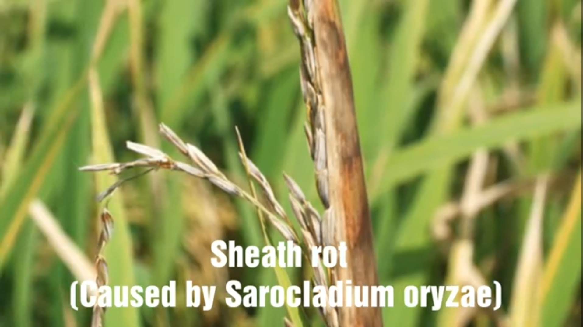 Agropedia: Fungal disease of paddy