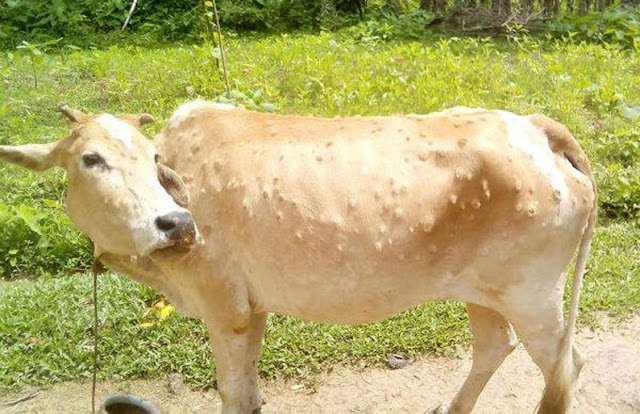 Lumpy skin disease in cattle
