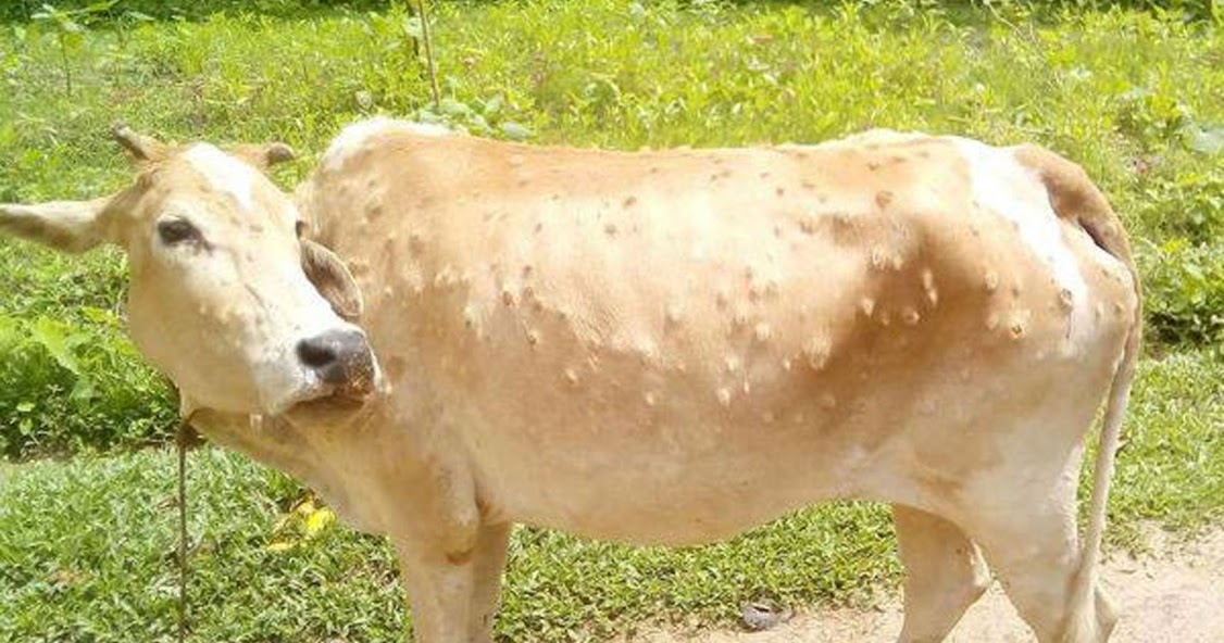Lumpy skin disease in cattle
