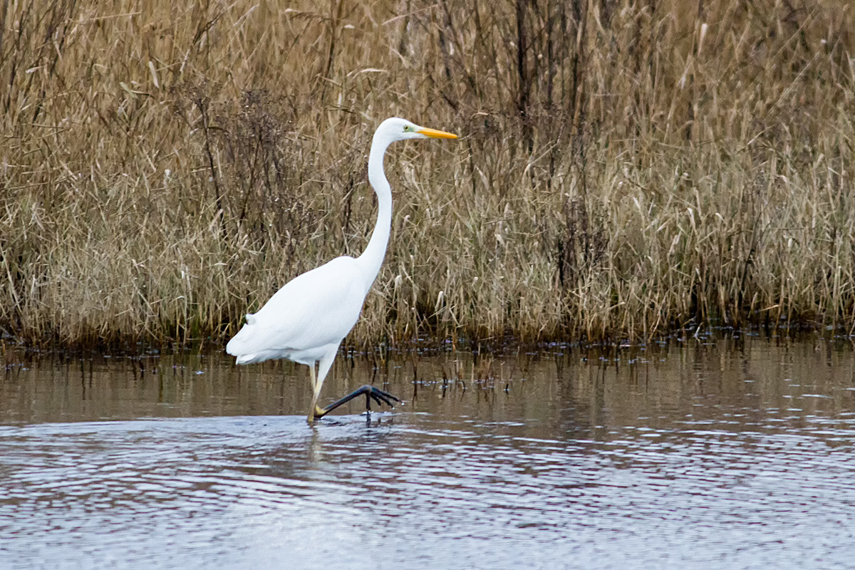 Fra Limfjordens bredder...: Sølvhejre