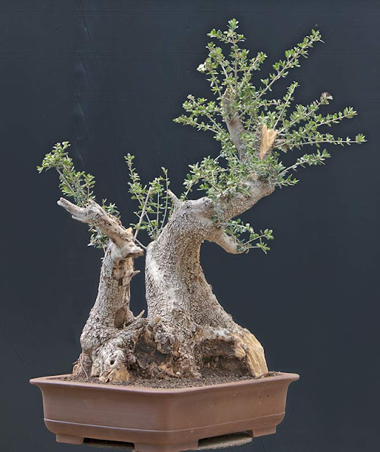 Walter Pall Bonsai Adventures: Mega-Sumo olive improved