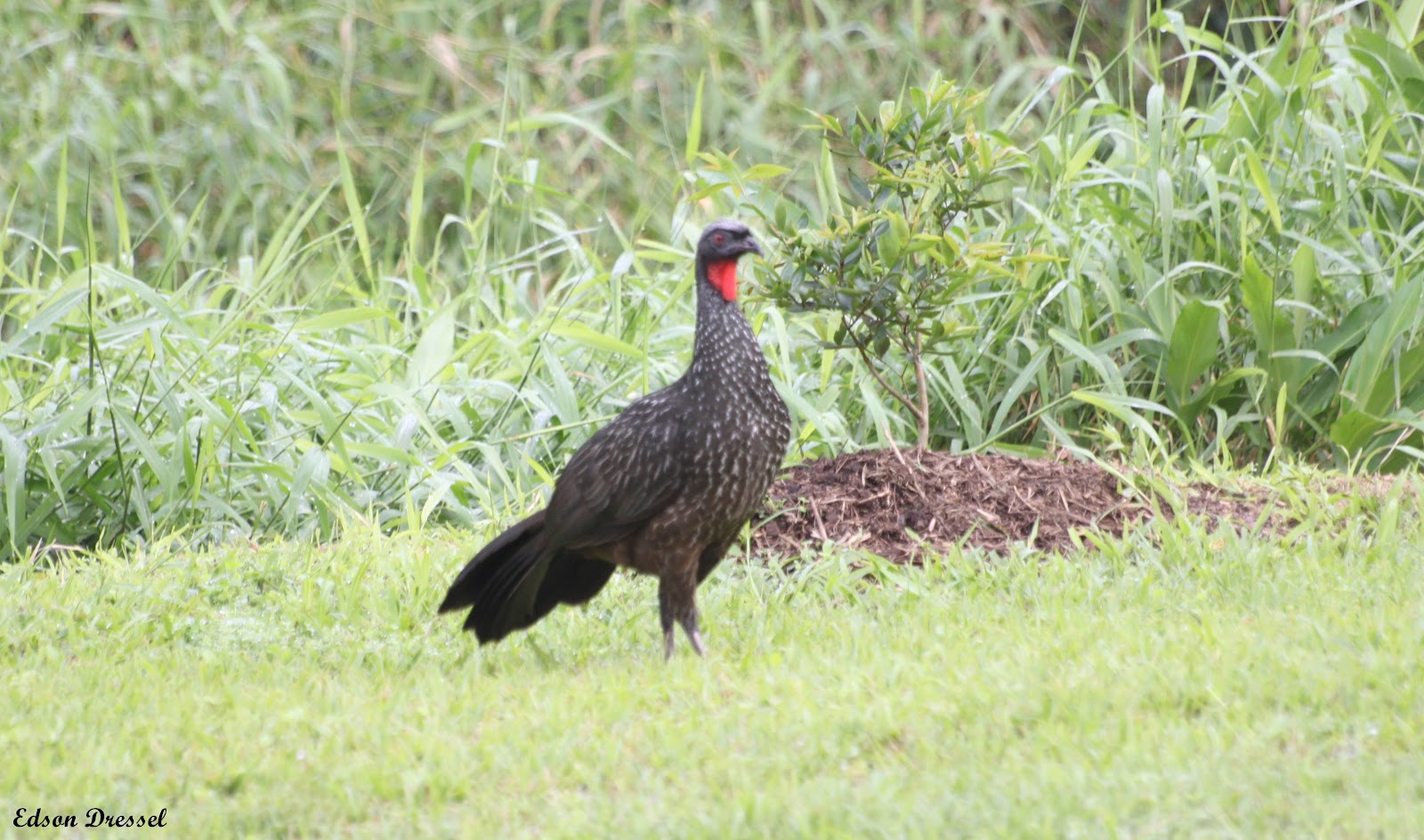 COAMA - Clube dos Observadores de Aves da Mata Atlântica - Joinville ...