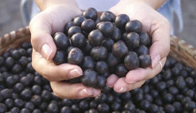 Buah Acai Berry: Manfaat, Khasiat, dan Kebenarannya | The Bliss Guild