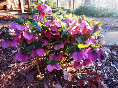 Future Plants by Randy Stewart: Helleborus