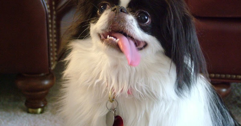 Perros Chin Japones (spaniel japones)