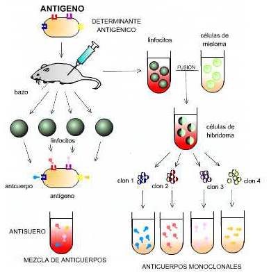 Aprender Inmunología por la red: ¿Qué son los anticuerpos monoclonales?