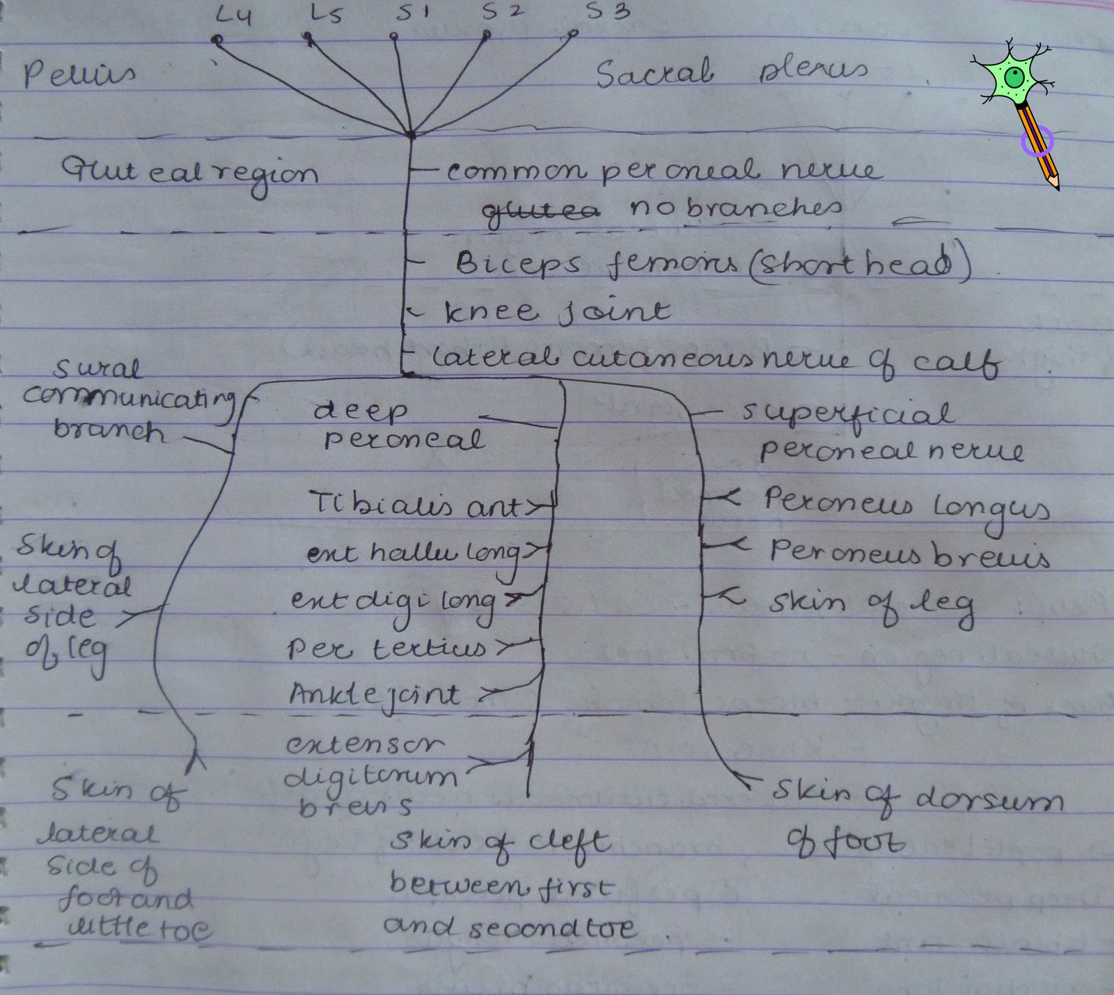 Sciatic Nerve Branches Mnemonic