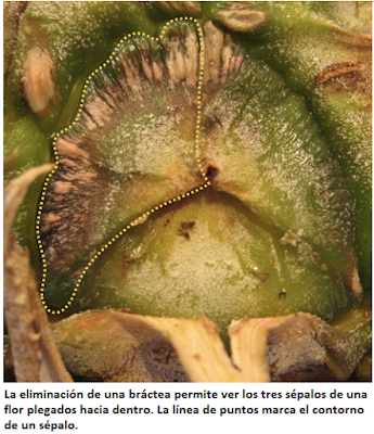 Sobre esto y aquello: El fascinante interior de una piña