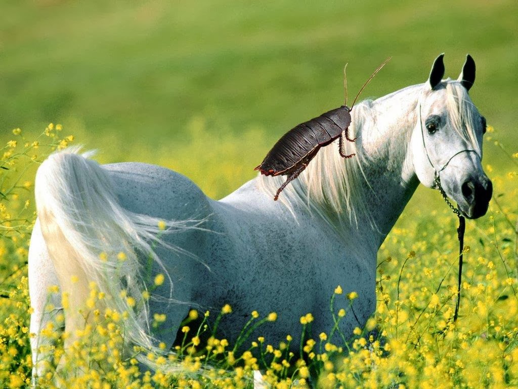 The Daily Rant: The Cockroach Cowboy