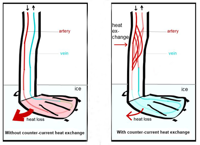 Notes from Halibut Point: February 2020