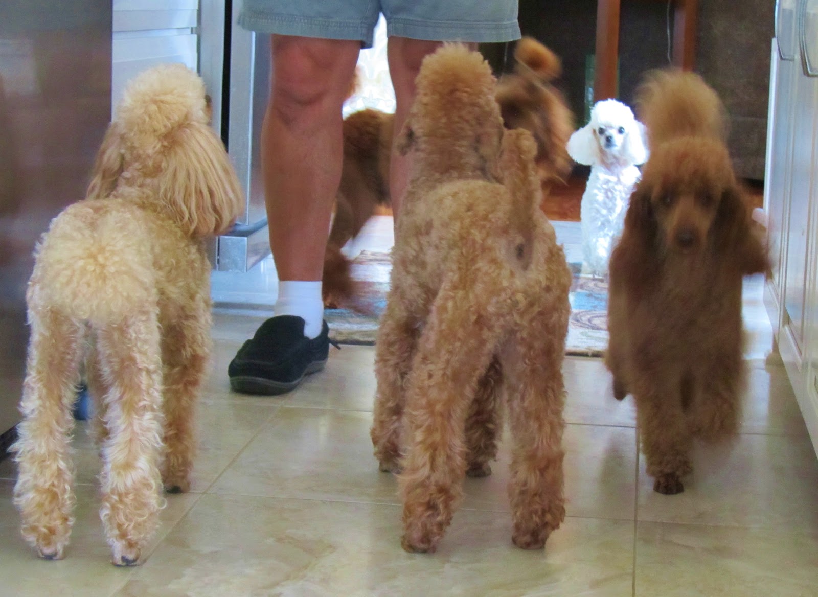 Amber Reunion: Poodle-Family Reunion