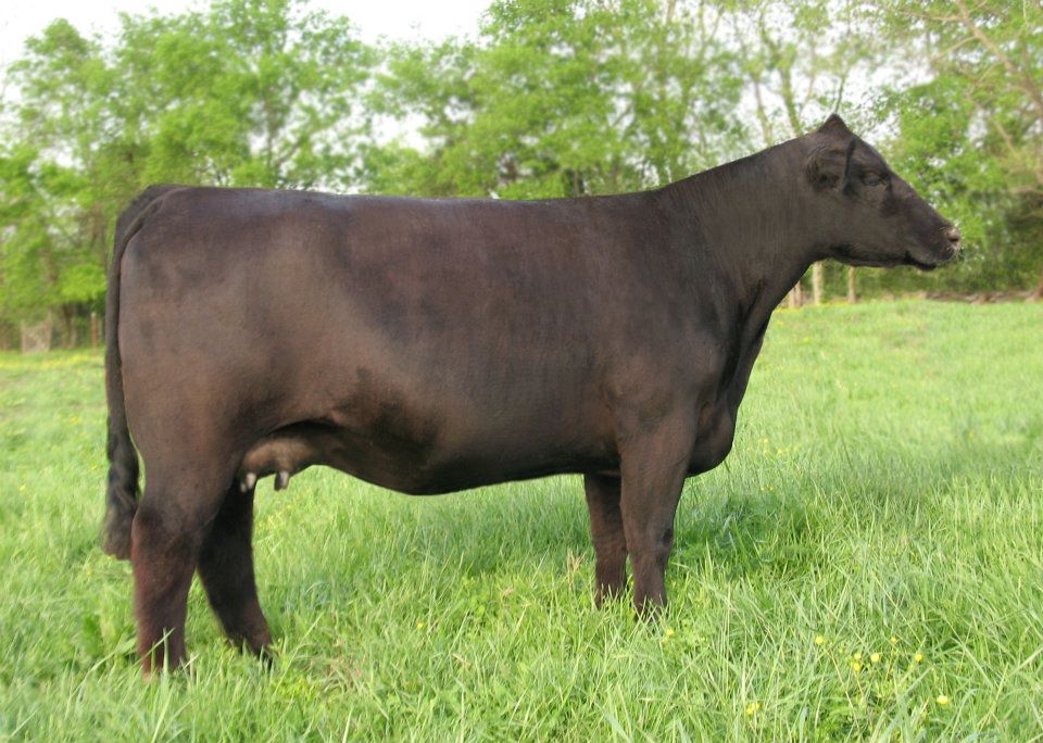 Chiangus Cattle