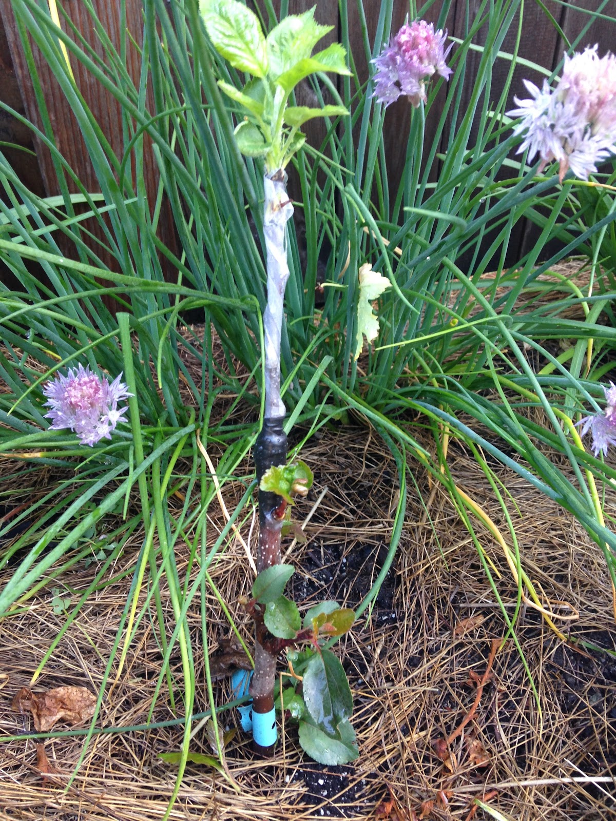 Tooling Up: Urban Micro-Orchard Year 3