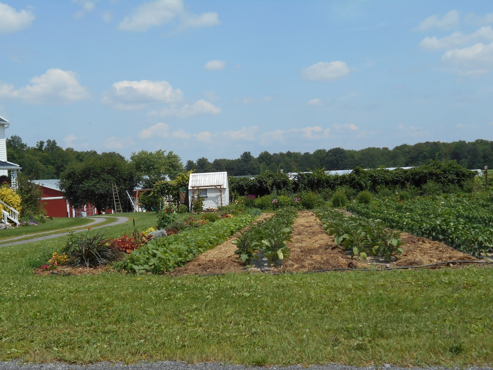 New York State of Mind: OLD ORDER MENNONITE FARM AND EQUIPMENT