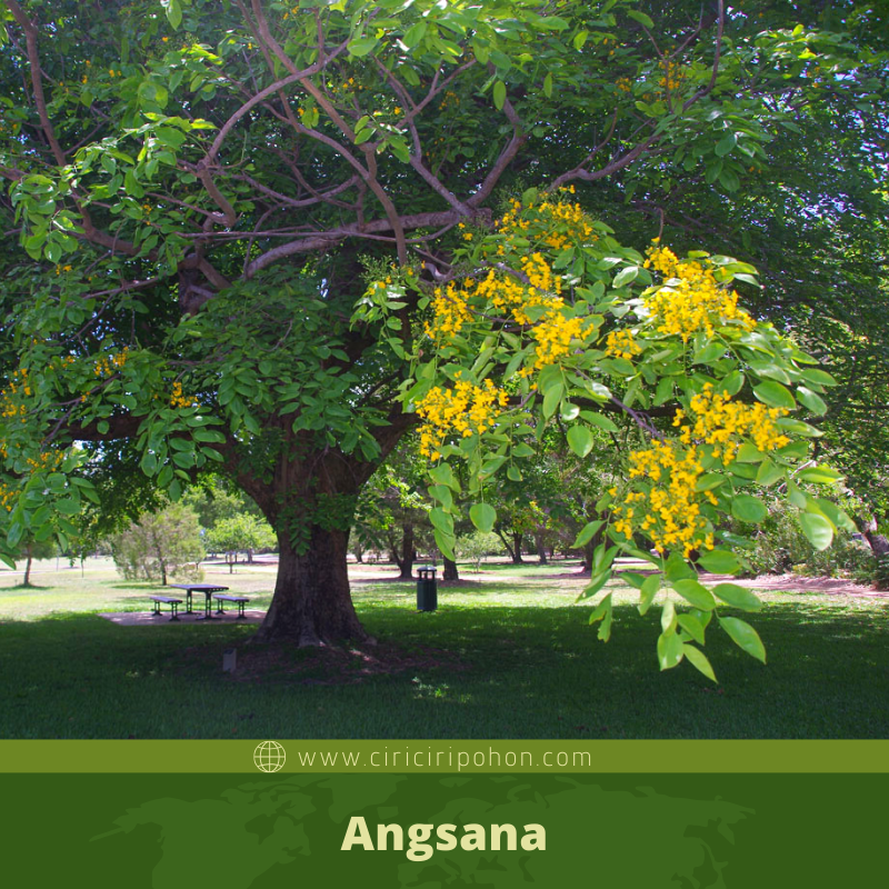 Daftar Tanaman Asli Indonesia Yang Populer Di Luar Negeri ...