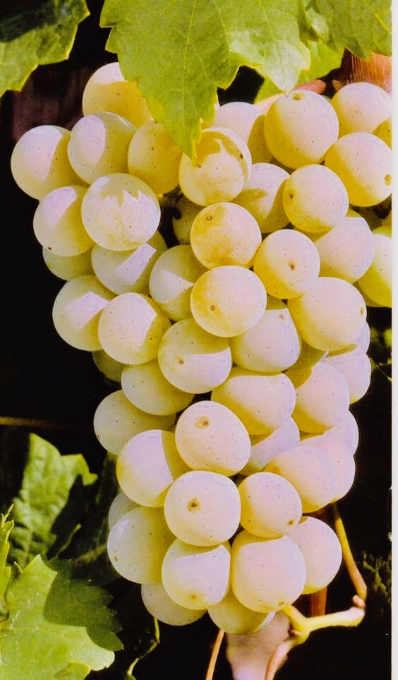 Uva | Fruto da Videira (Vitis sp.)