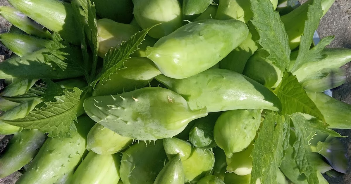 पहाड़ी करेला (pahari karela)